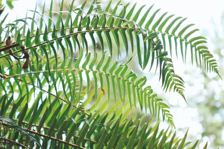 Native Plant Nurseries — Native Plant Society of Oregon Portland Chapter