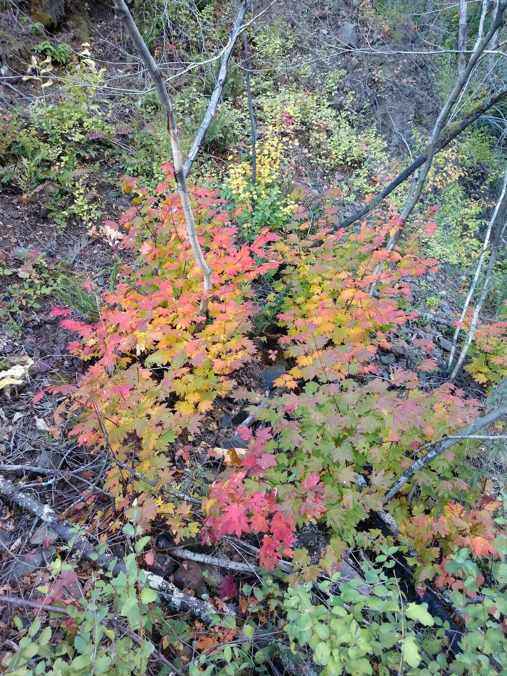 Native Plant Society of Oregon Portland Chapter