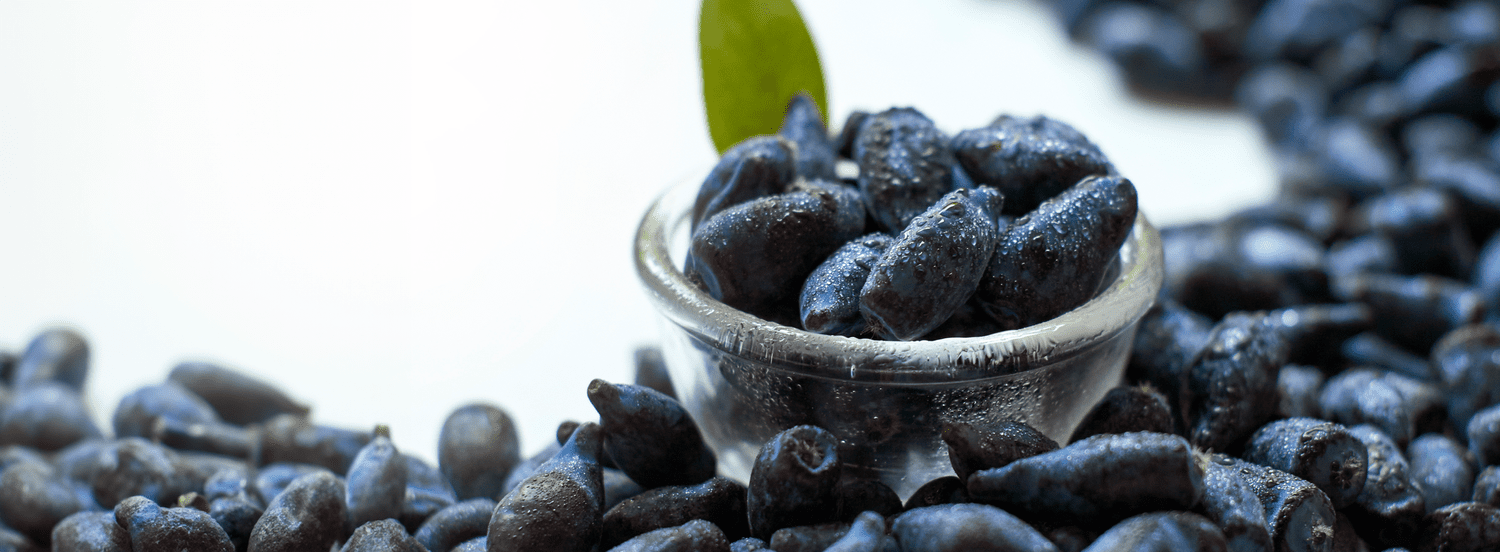 What is a Honeyberry | Embrace the Superberry - Try Now — Scottish ...
