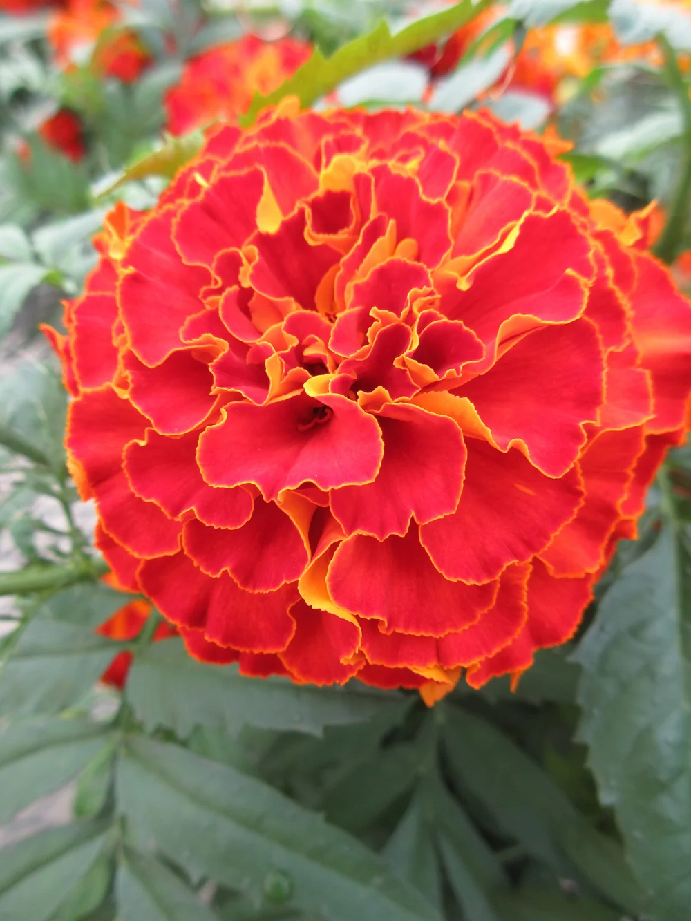 Red Marigolds? - Yes Please! — Landscape Prescriptions by MD