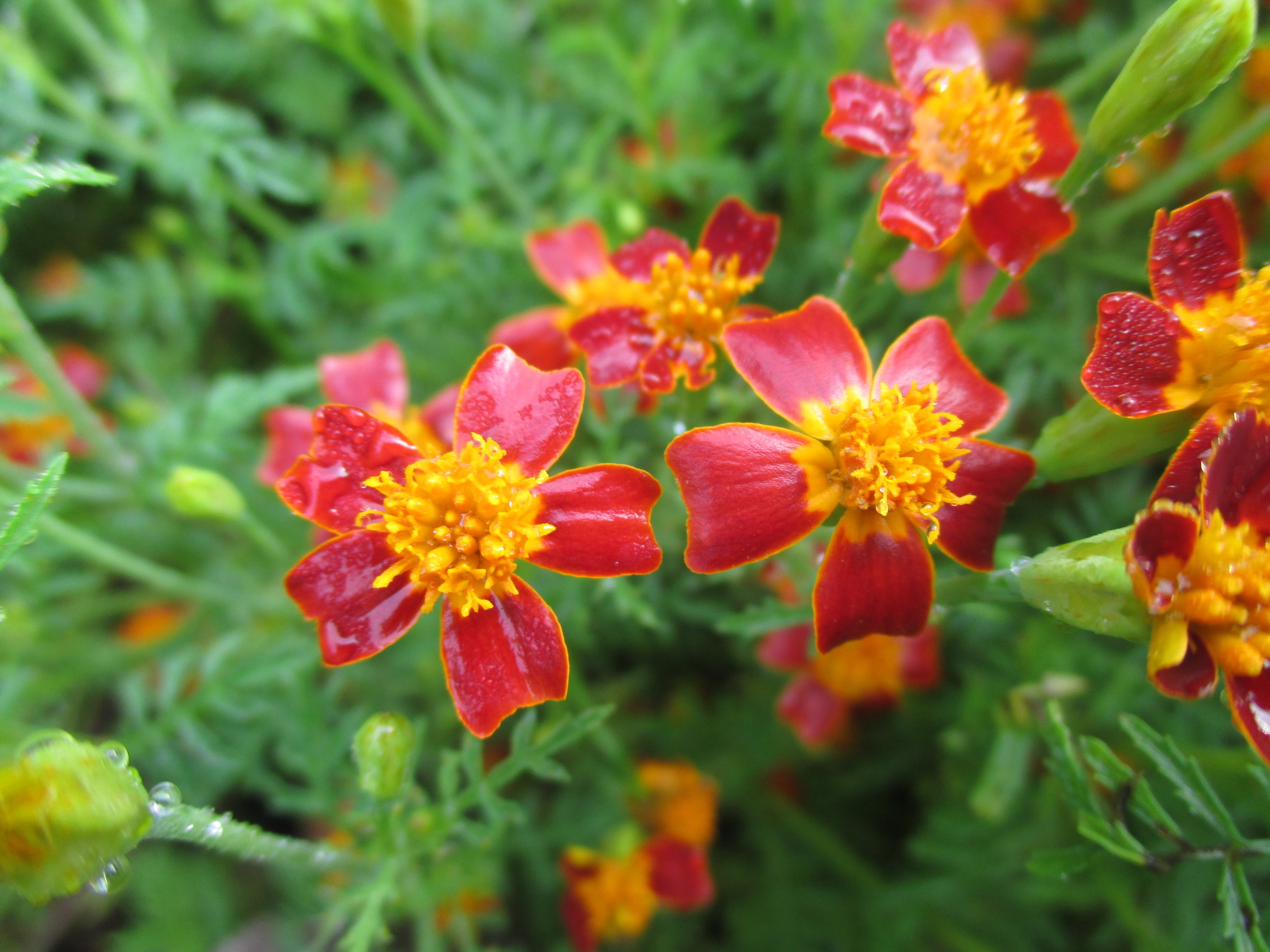 Red Marigolds? - Yes Please! — Landscape Prescriptions by MD