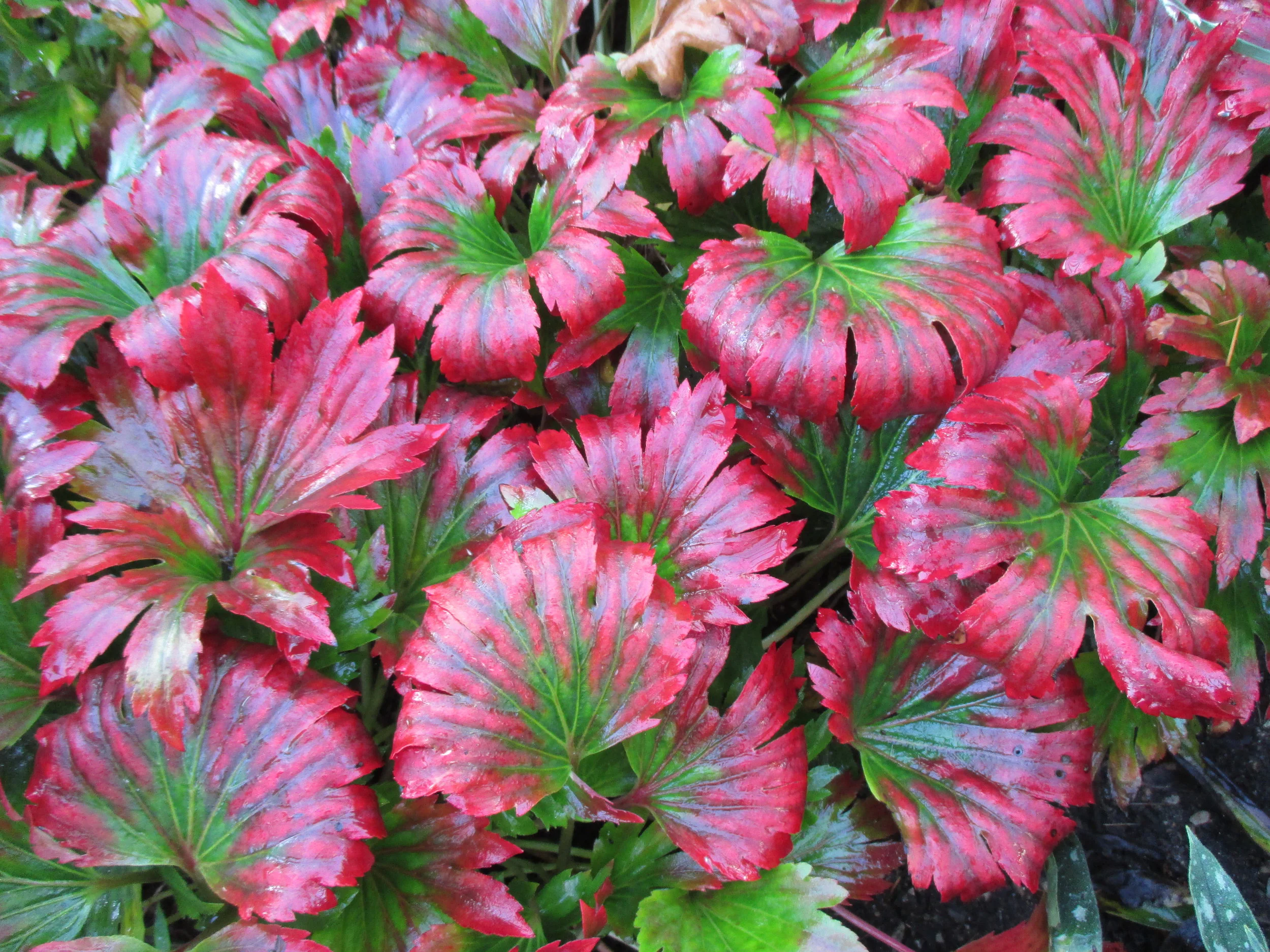 Mukdenia is a Must Have! — Landscape Prescriptions by MD