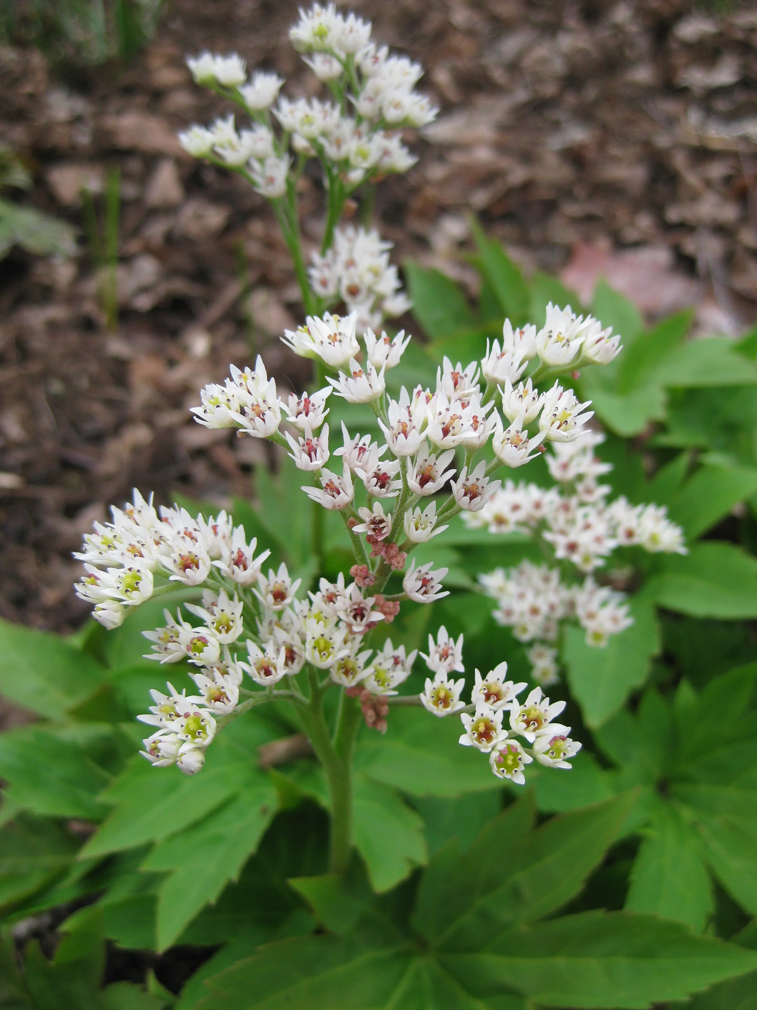 Mukdenia is a Must Have! — Landscape Prescriptions by MD