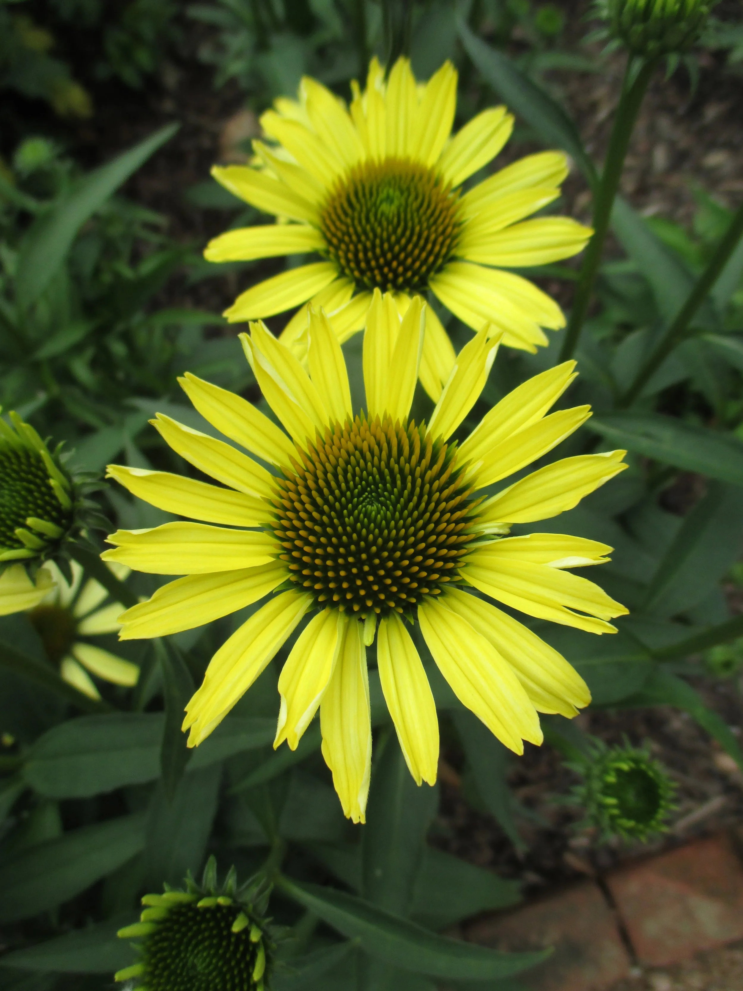 Yellow Coneflowers — Landscape Prescriptions by MD