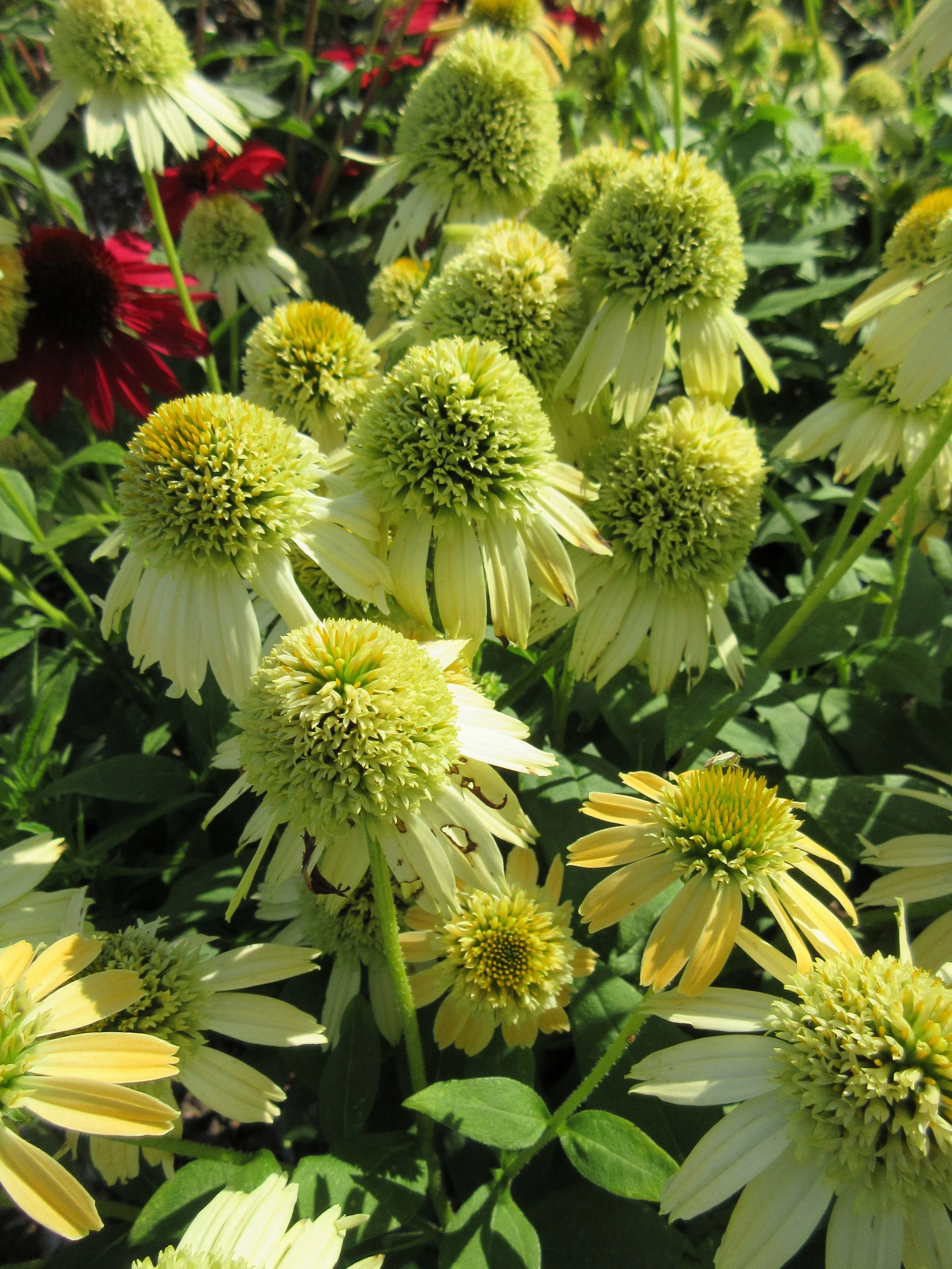 Yellow Coneflowers — Landscape Prescriptions by MD