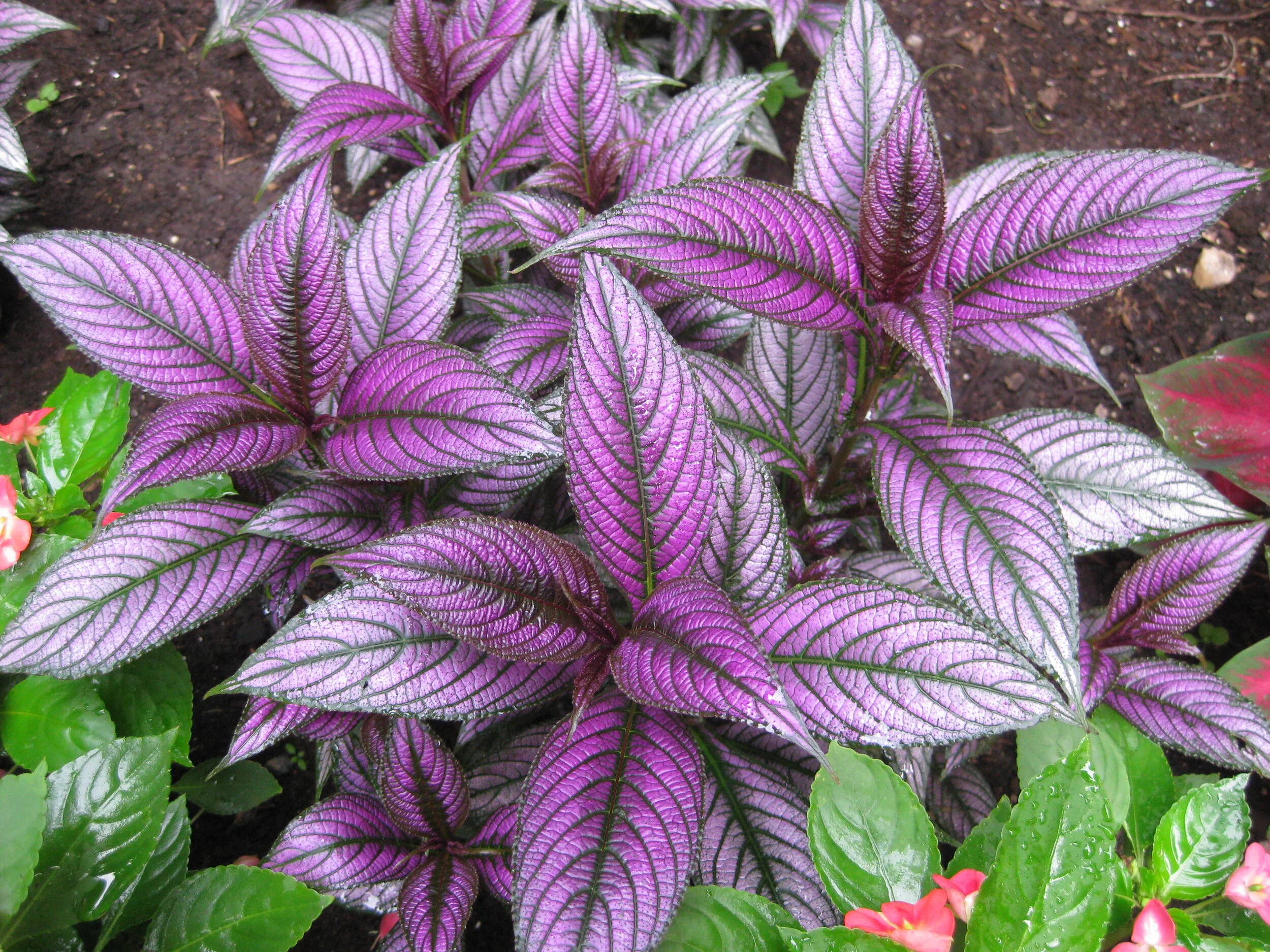 Persian Shield (Strobilanthes dyerianus) — Landscape Prescriptions by MD