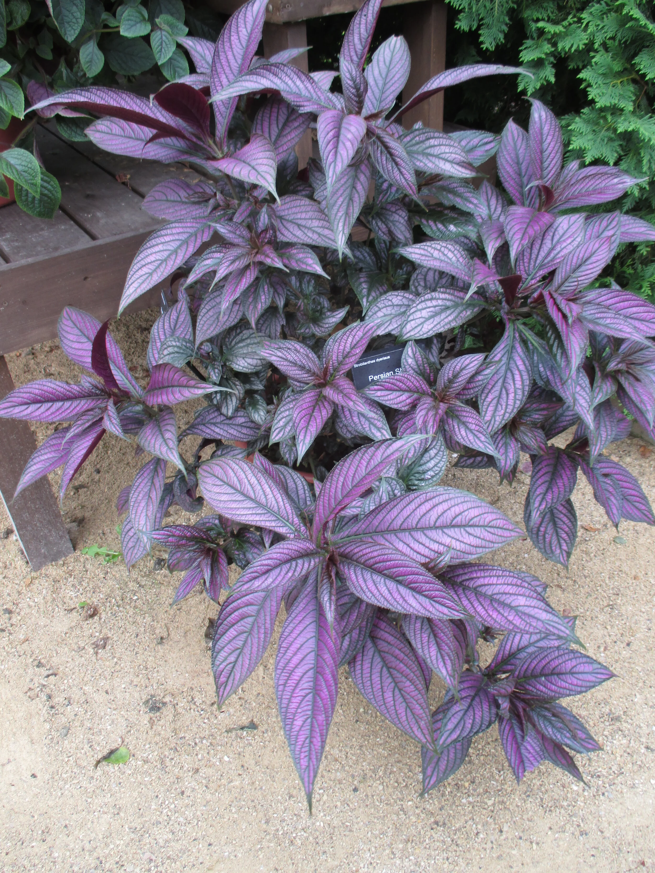 Persian Shield (Strobilanthes dyerianus) — Landscape Prescriptions by MD