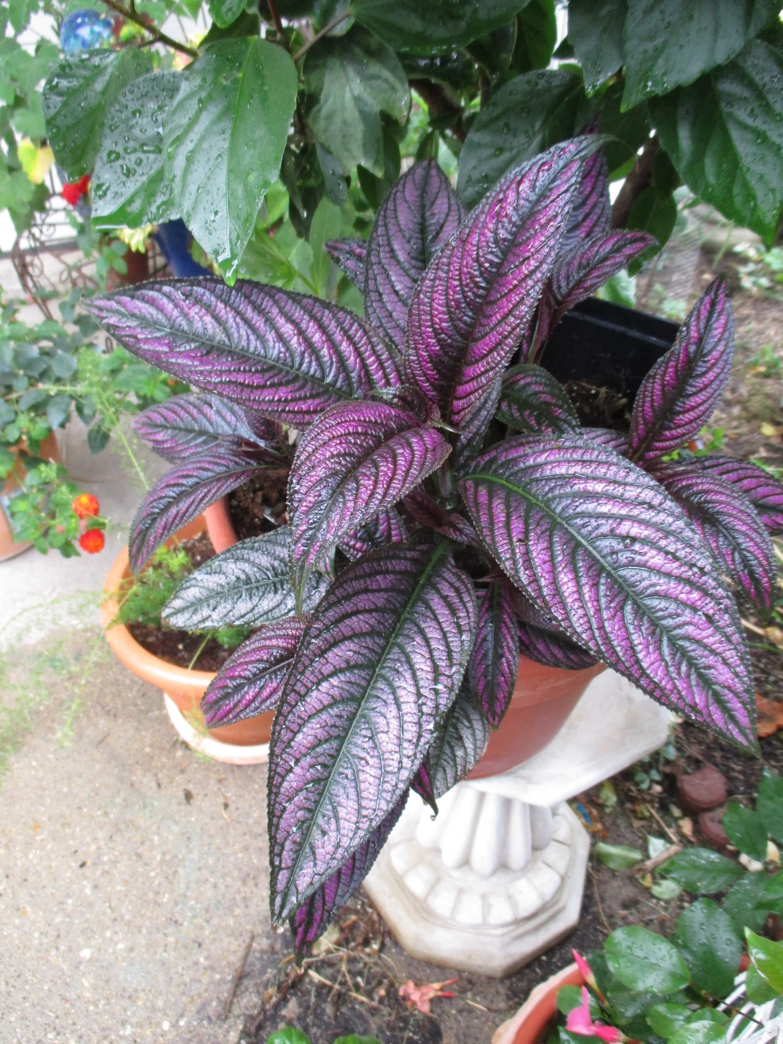 Persian Shield (Strobilanthes dyerianus) — Landscape Prescriptions by MD