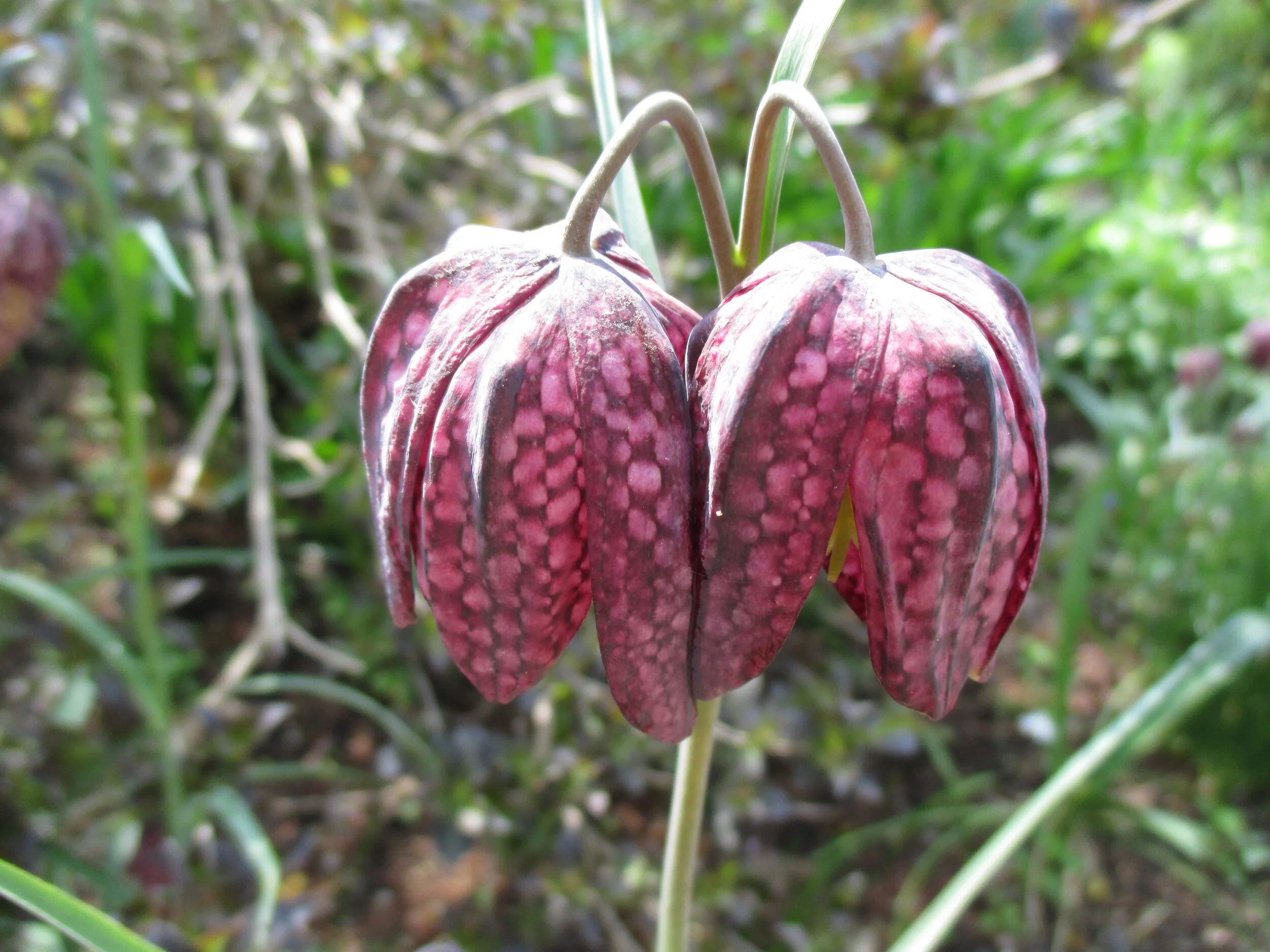 Checkered Lily (Fritillaria meleagris) — Landscape Prescriptions by MD