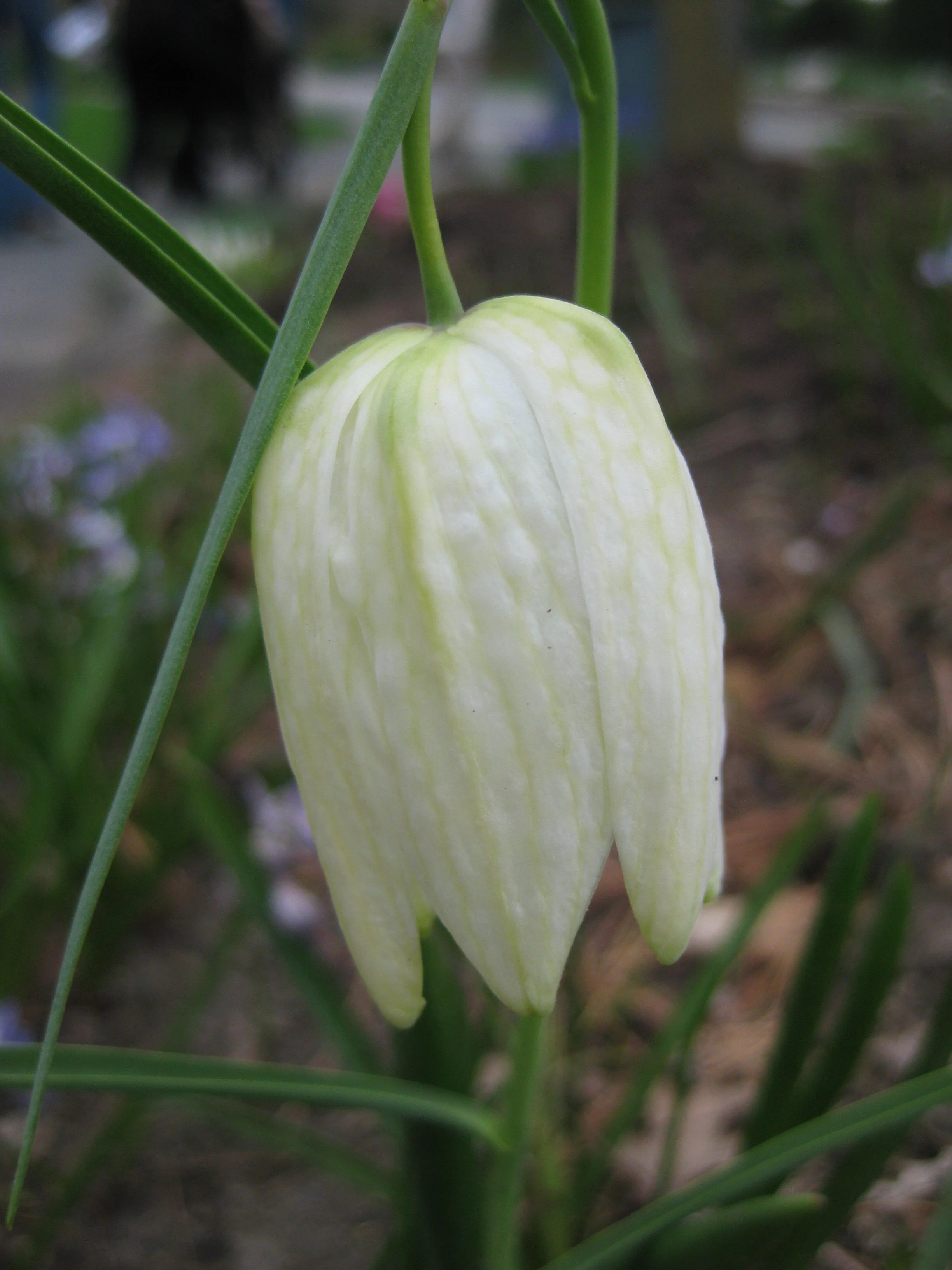 Checkered Lily (Fritillaria meleagris) — Landscape Prescriptions by MD