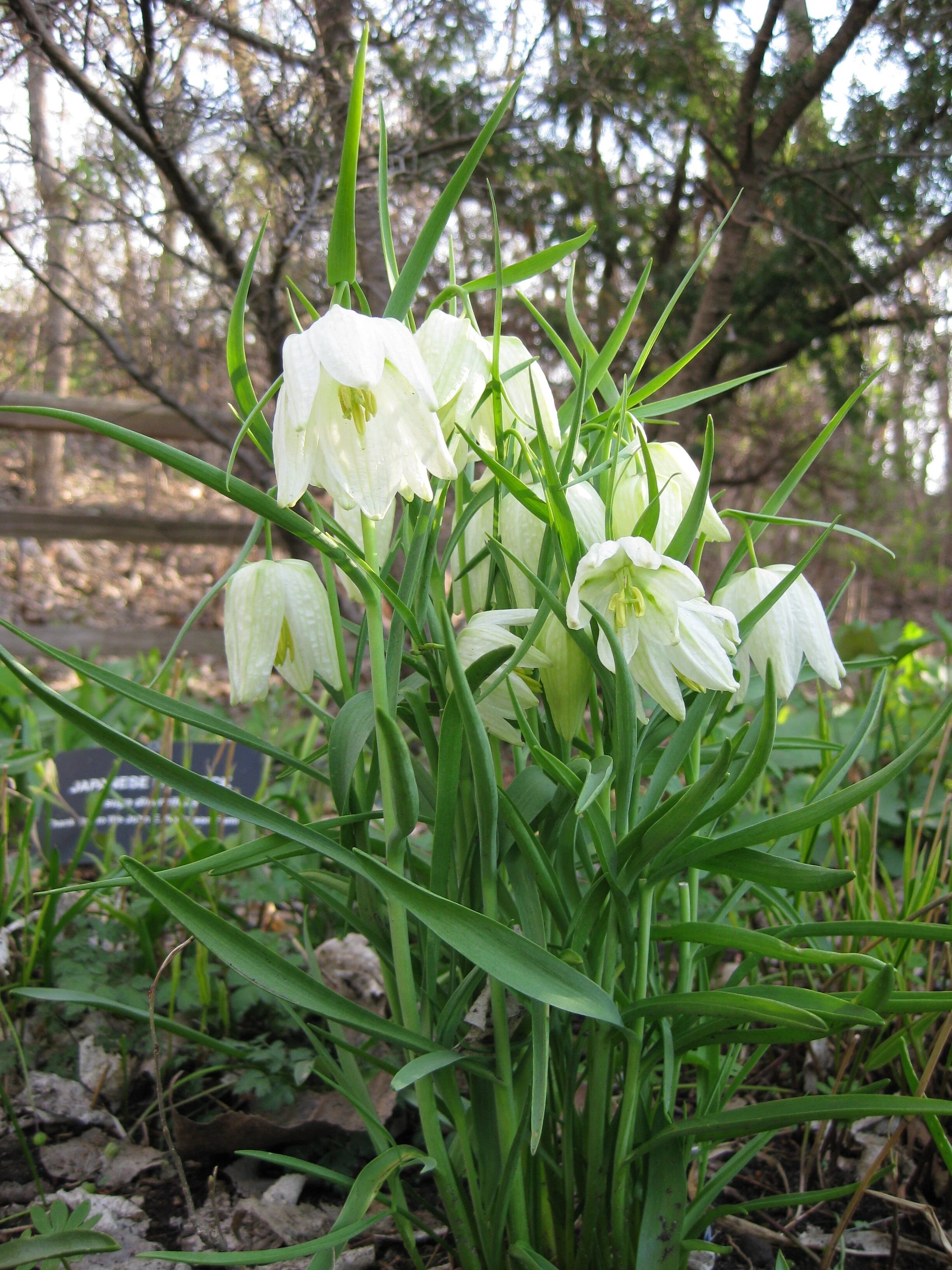 Checkered Lily (Fritillaria meleagris) — Landscape Prescriptions by MD