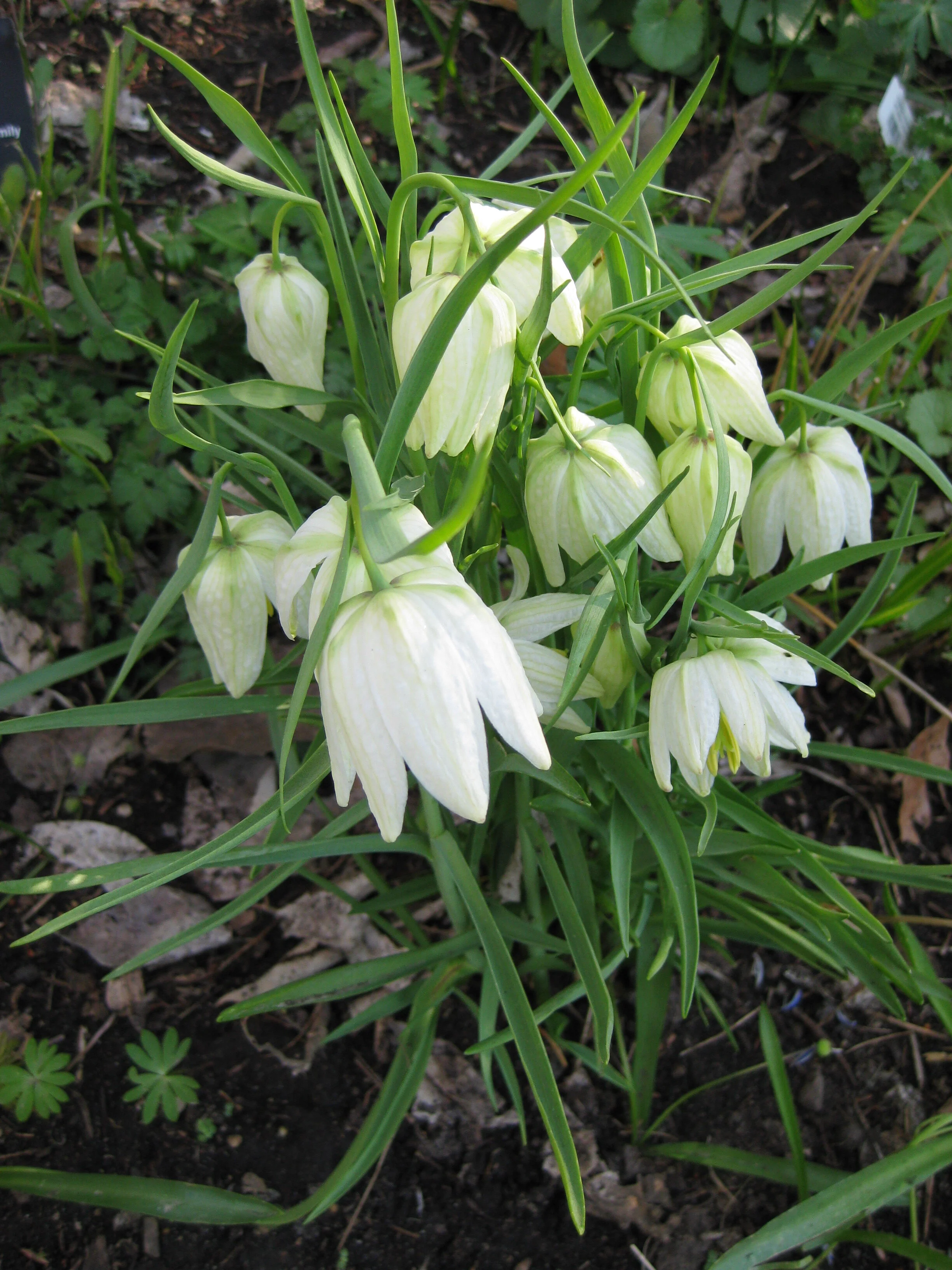 Checkered Lily (Fritillaria meleagris) — Landscape Prescriptions by MD