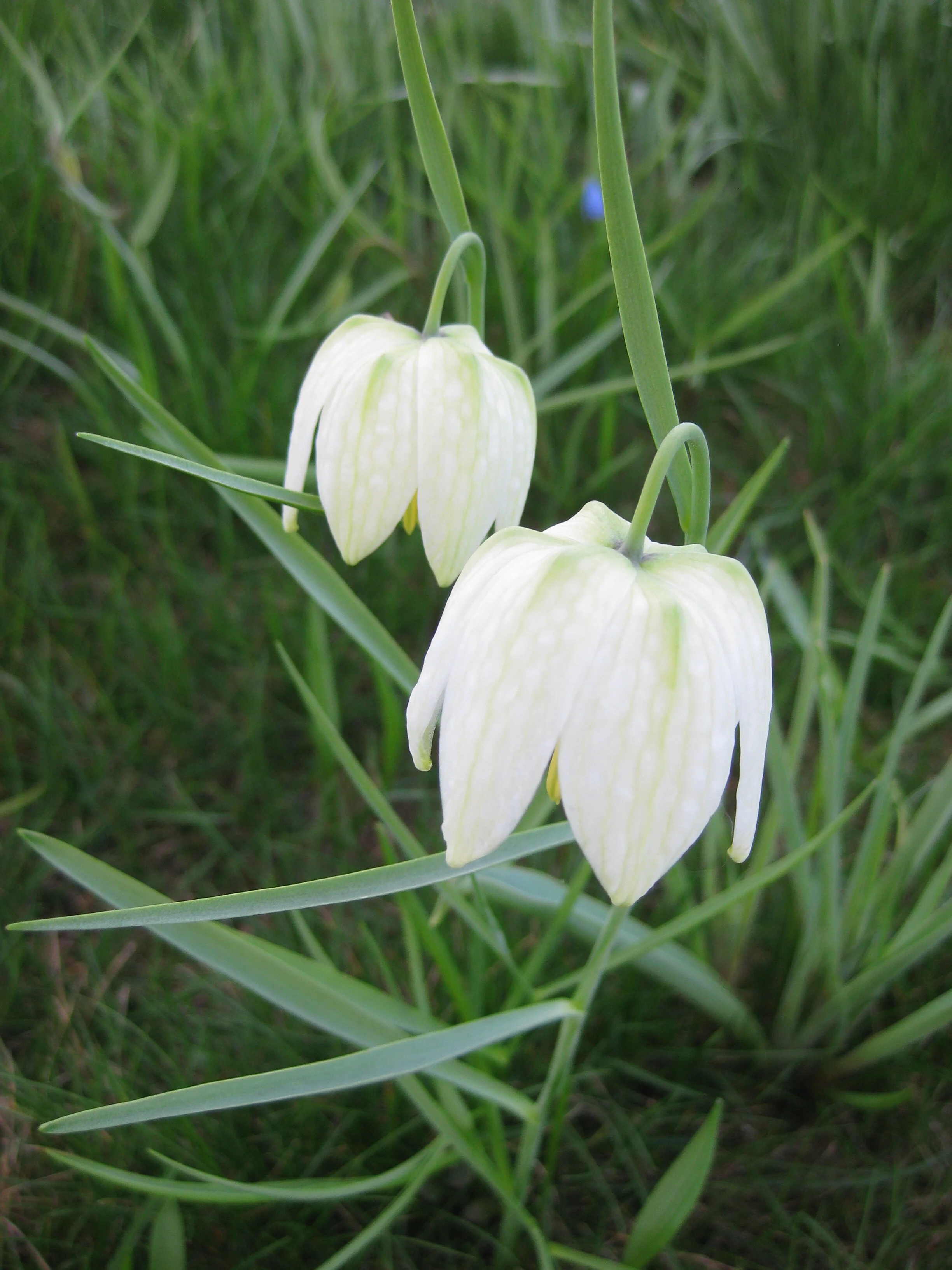 Checkered Lily (Fritillaria meleagris) — Landscape Prescriptions by MD
