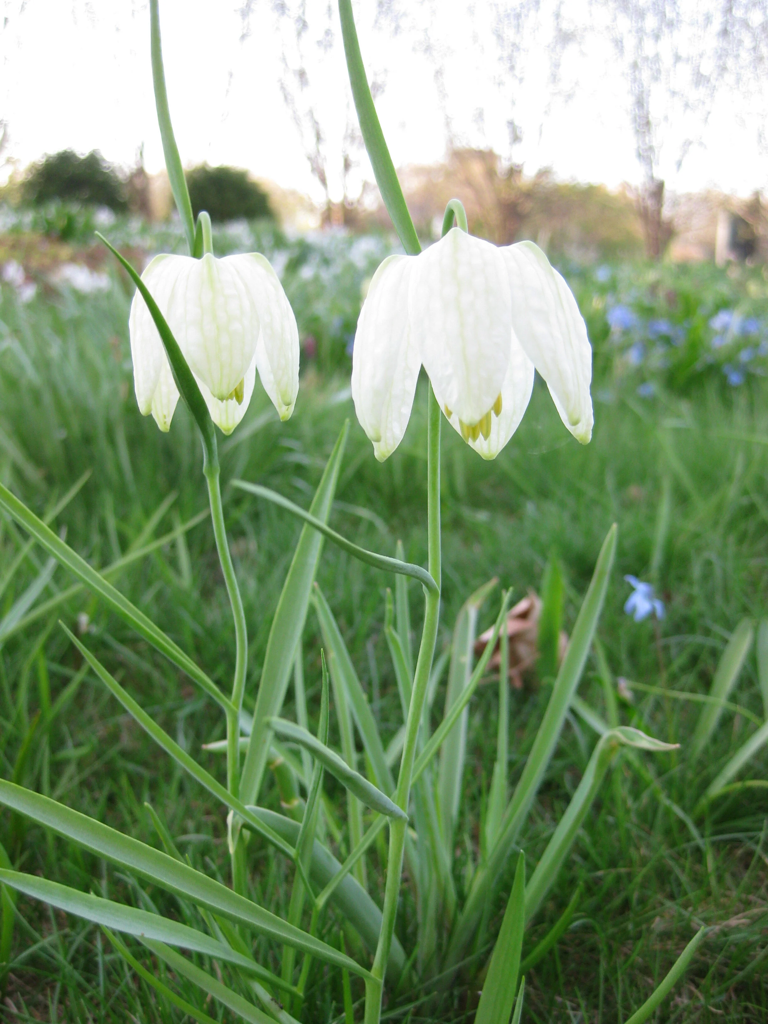 Checkered Lily (Fritillaria meleagris) — Landscape Prescriptions by MD