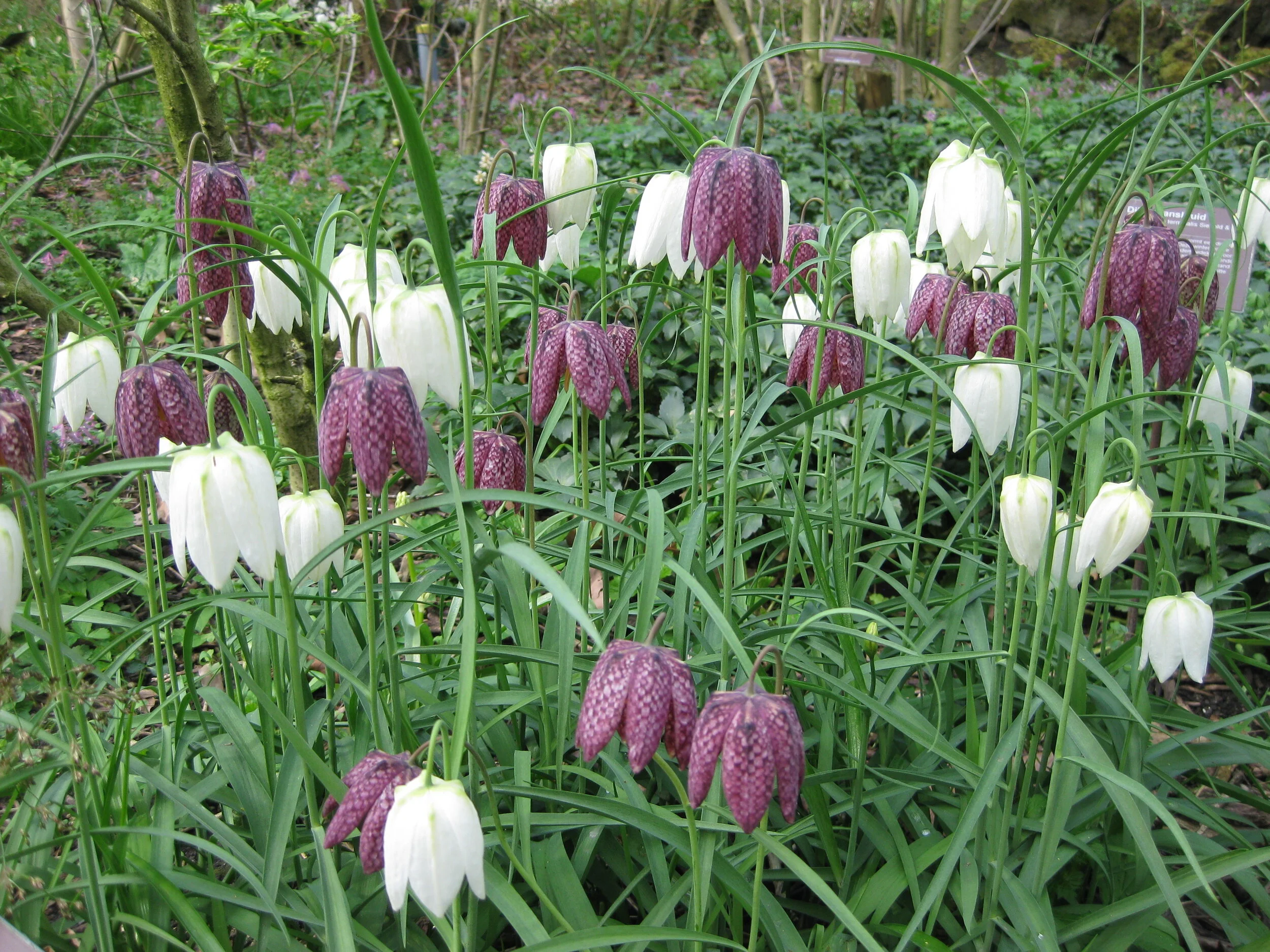 Checkered Lily (Fritillaria meleagris) — Landscape Prescriptions by MD