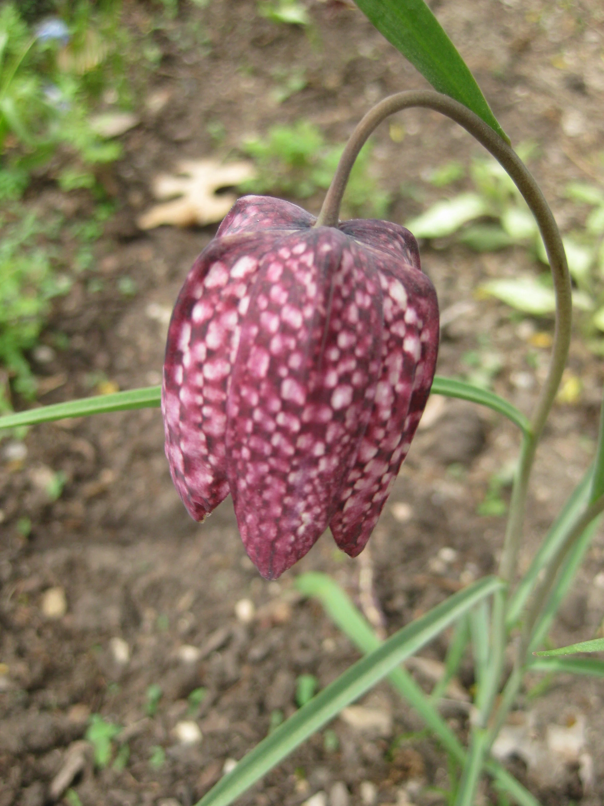 Checkered Lily (Fritillaria meleagris) — Landscape Prescriptions by MD