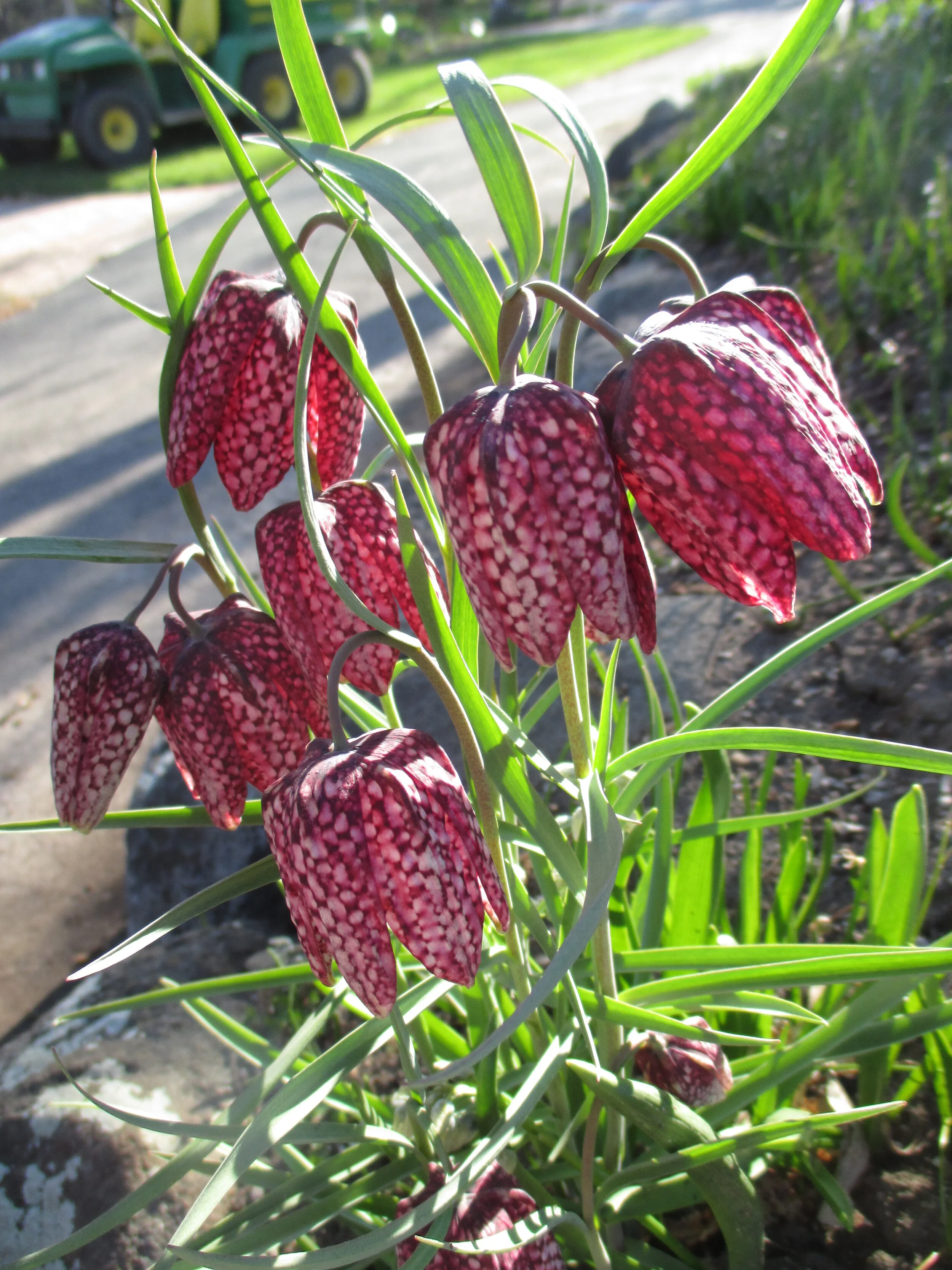 Checkered Lily (Fritillaria meleagris) — Landscape Prescriptions by MD