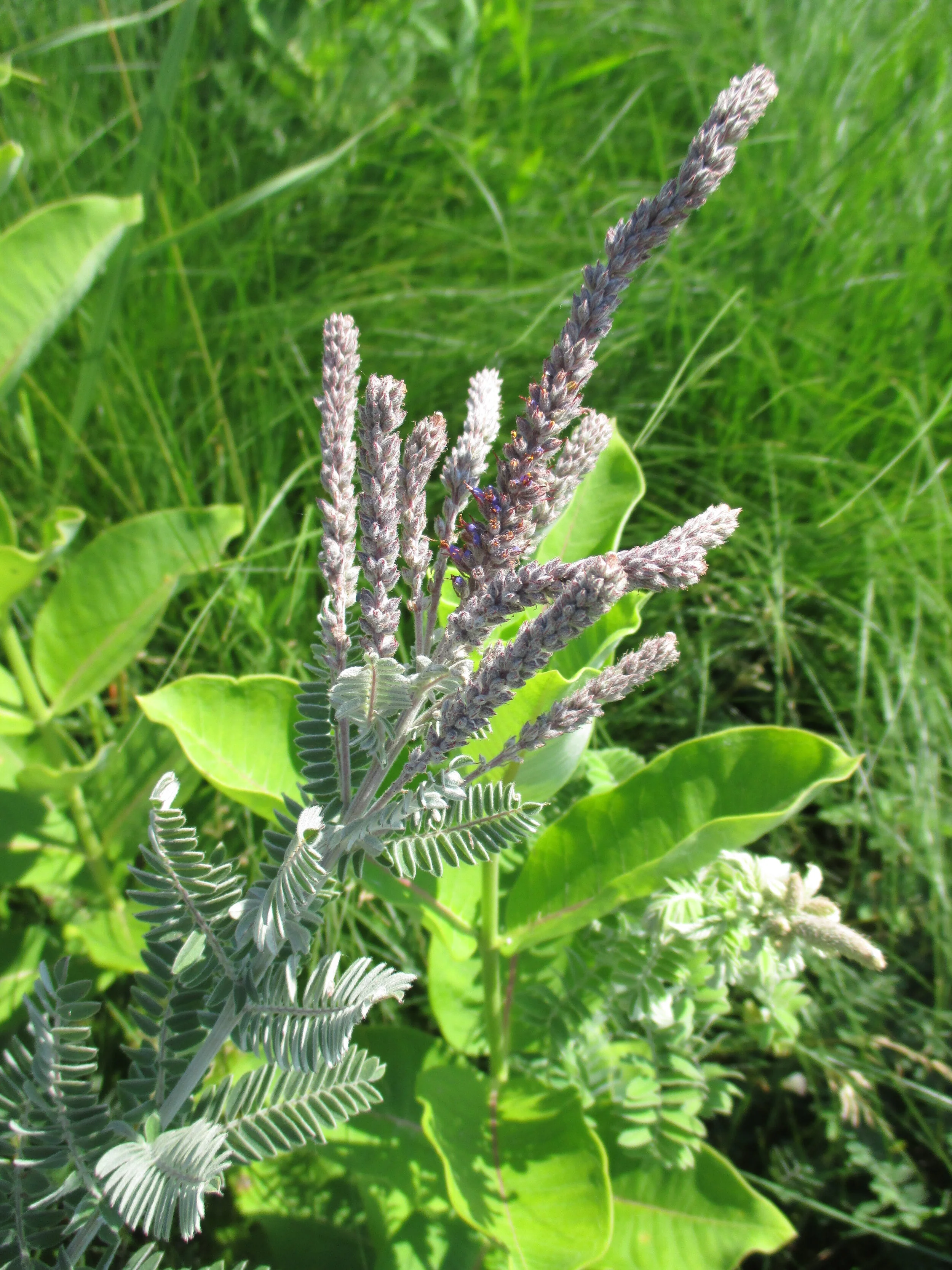Prairie Shoestring (Amorpha canescens) — Landscape Prescriptions by MD