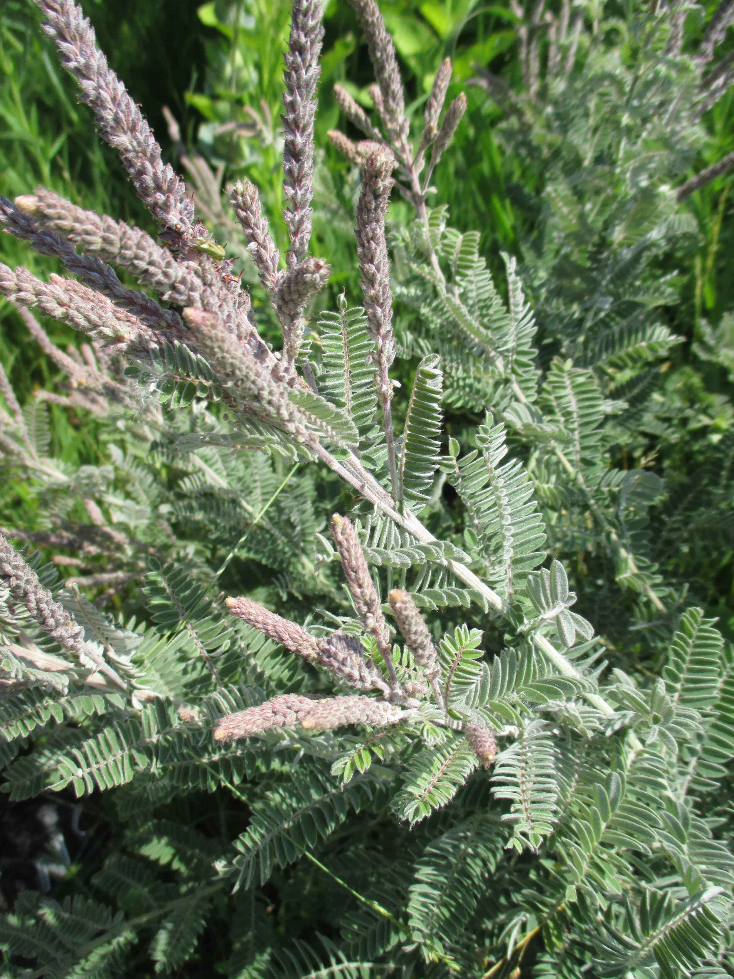Prairie Shoestring (Amorpha canescens) — Landscape Prescriptions by MD