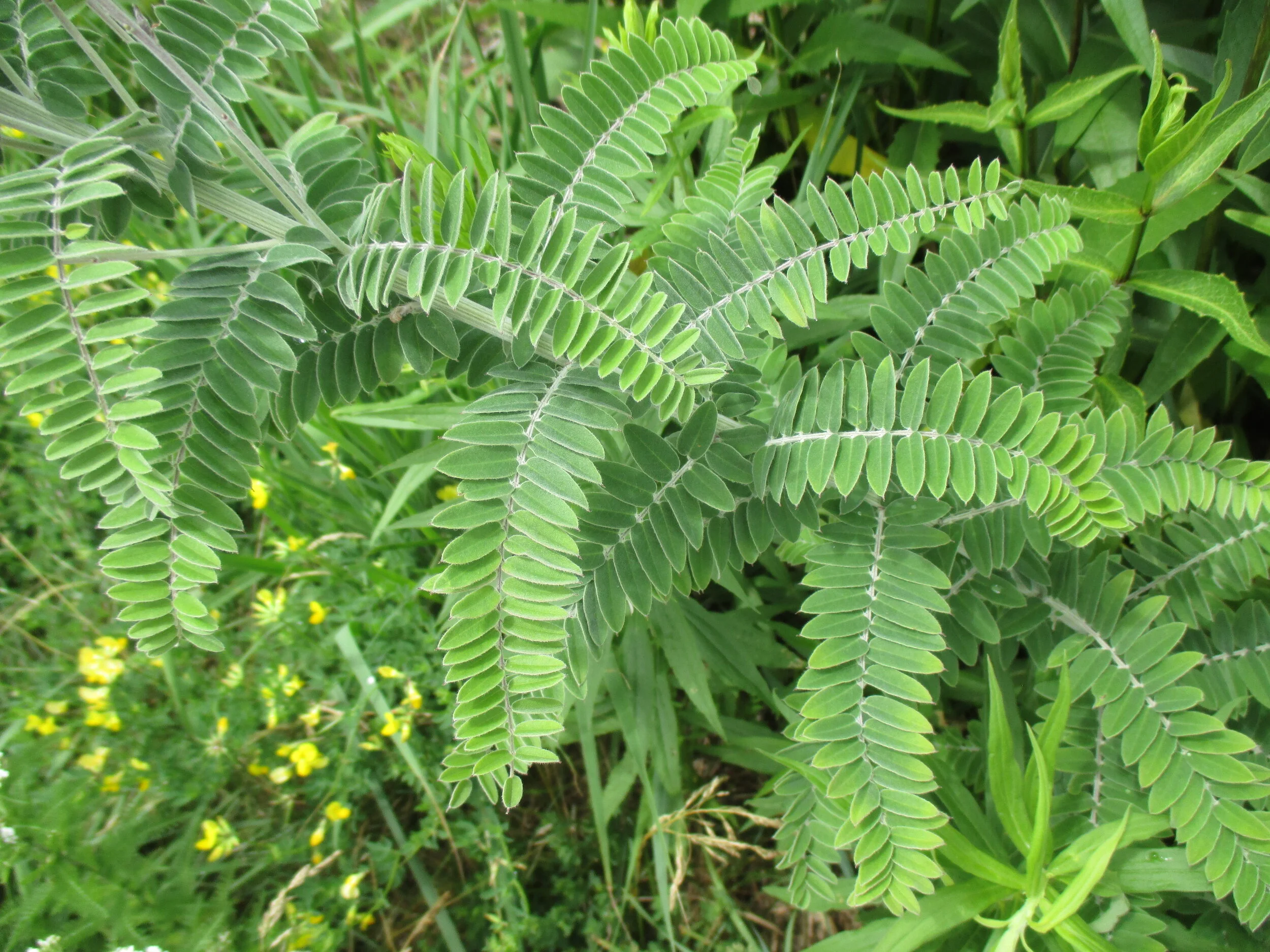 Prairie Shoestring (Amorpha canescens) — Landscape Prescriptions by MD