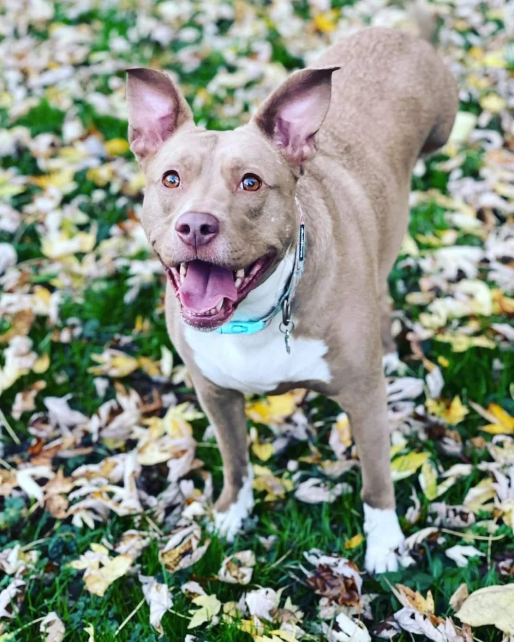 Meet our Adoptables — Zion's Mission Animal Rescue