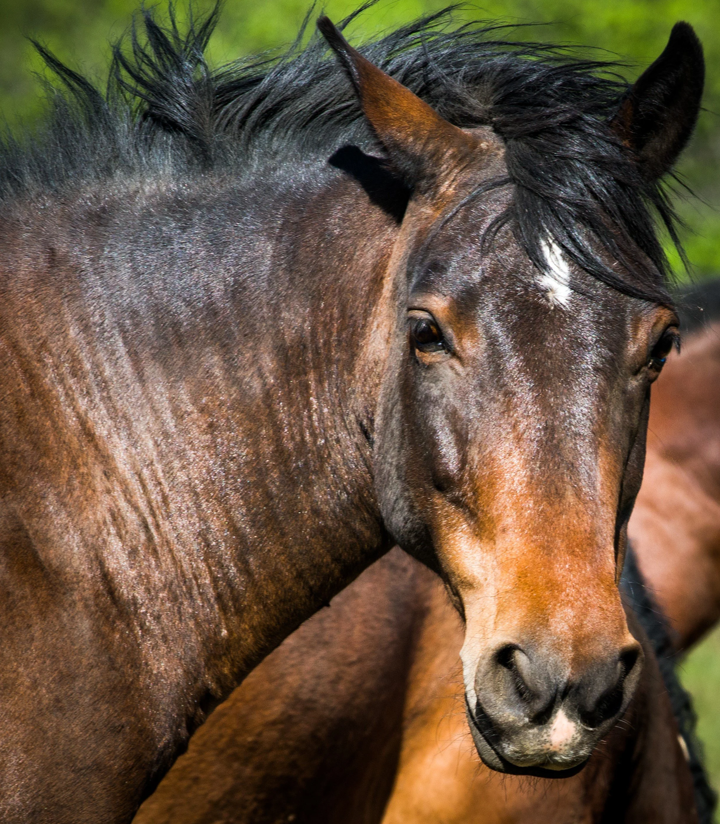 Soon Horse