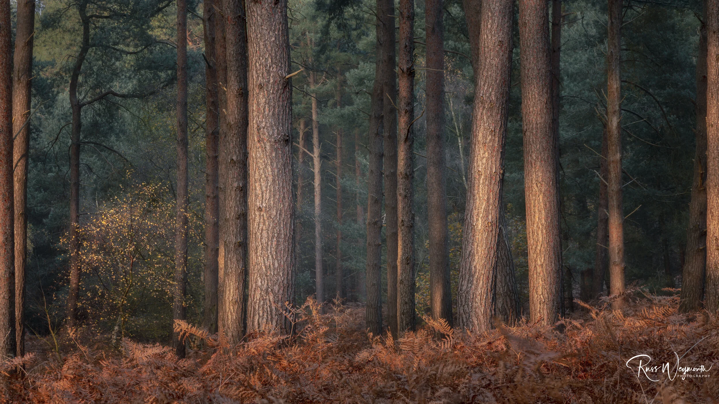 Landscape Photography - Forest Gold — Russ Weymouth Landscape Photography