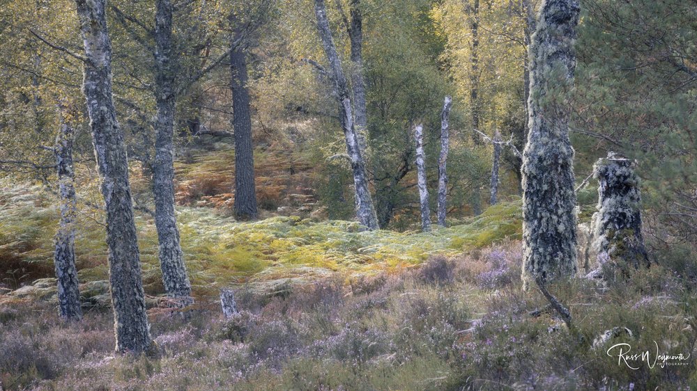 Forest — Russ Weymouth Landscape Photography