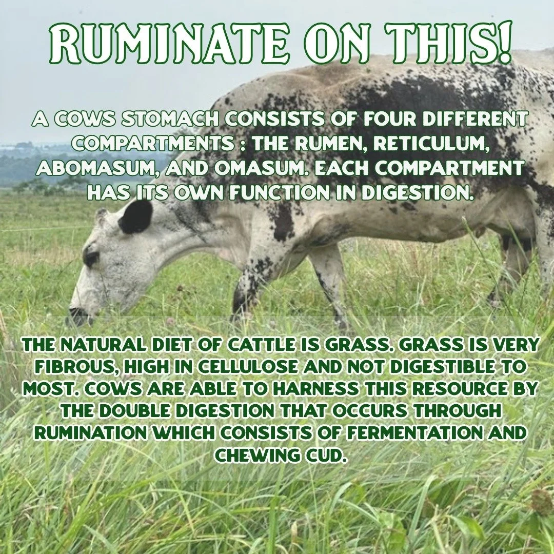 Family Farmstead Dairy