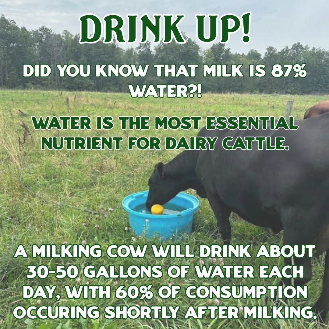 Family Farmstead Dairy