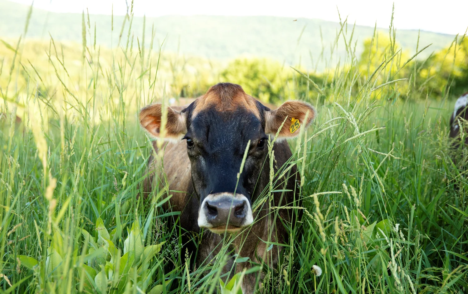 Our Methods — Family Farmstead Dairy