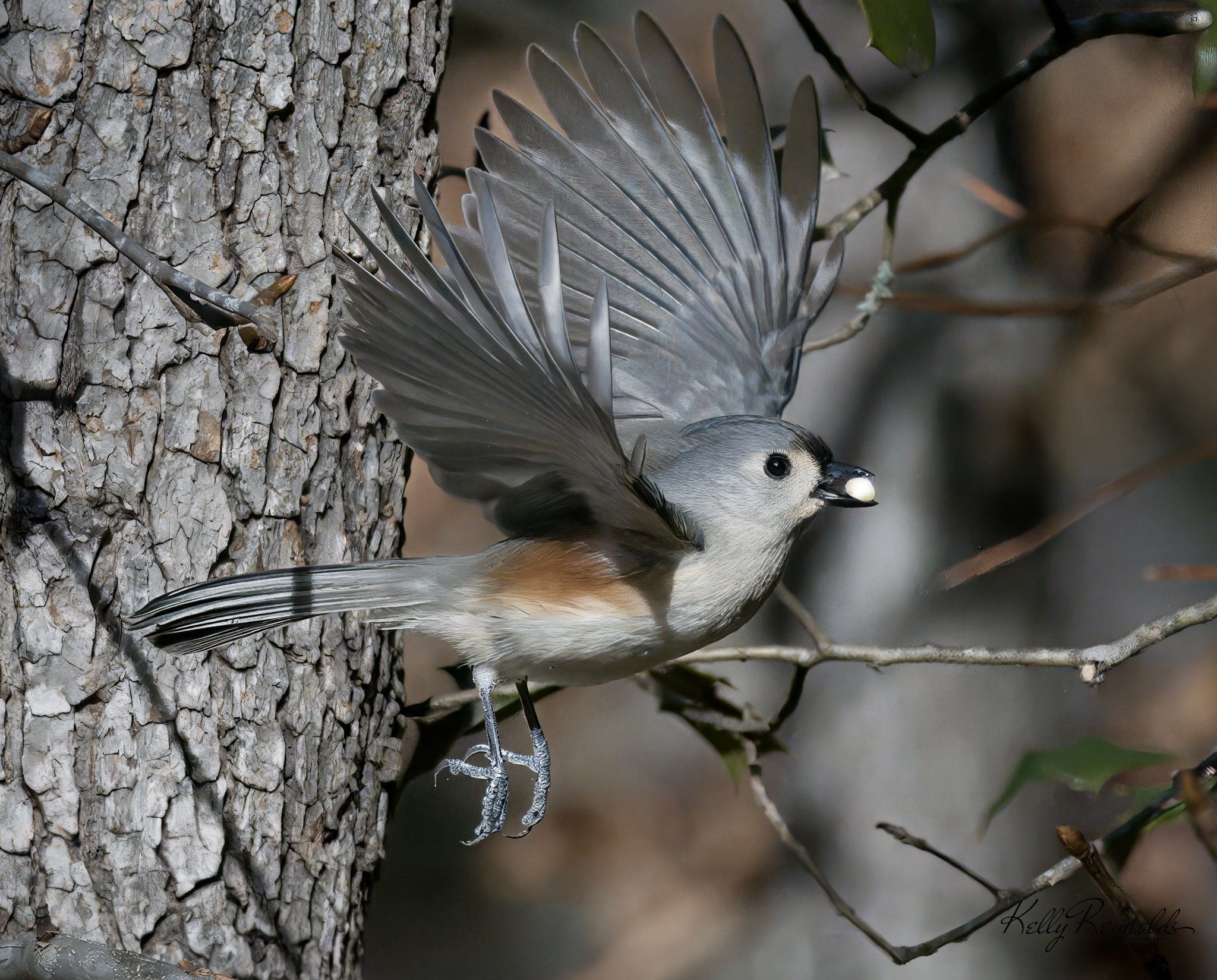Tufted Titmouse grabbing a seed from the feeder — Birds on the Bluff