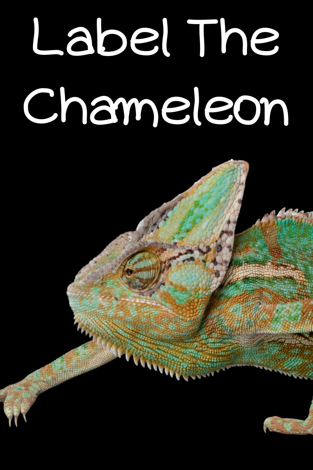 Label The Chameleon — Little Zoo To You