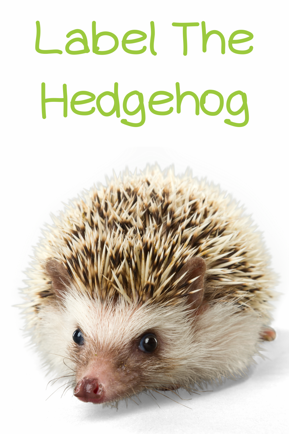 Label The Hedgehog — Little Zoo To You