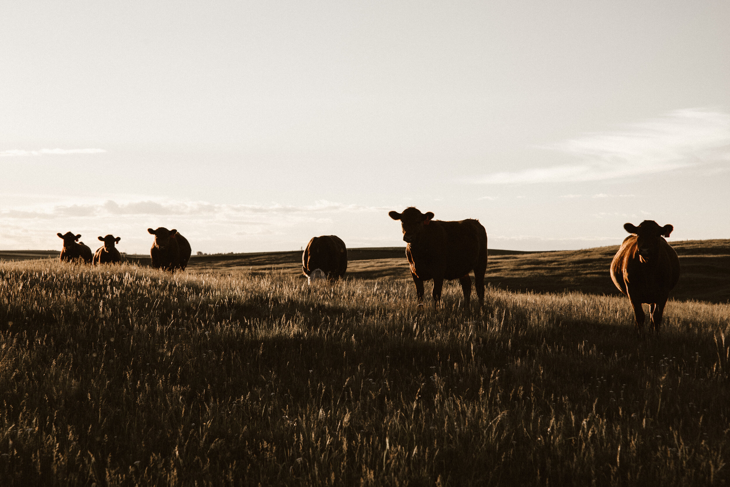 UK farming subsidies and Brexit explained