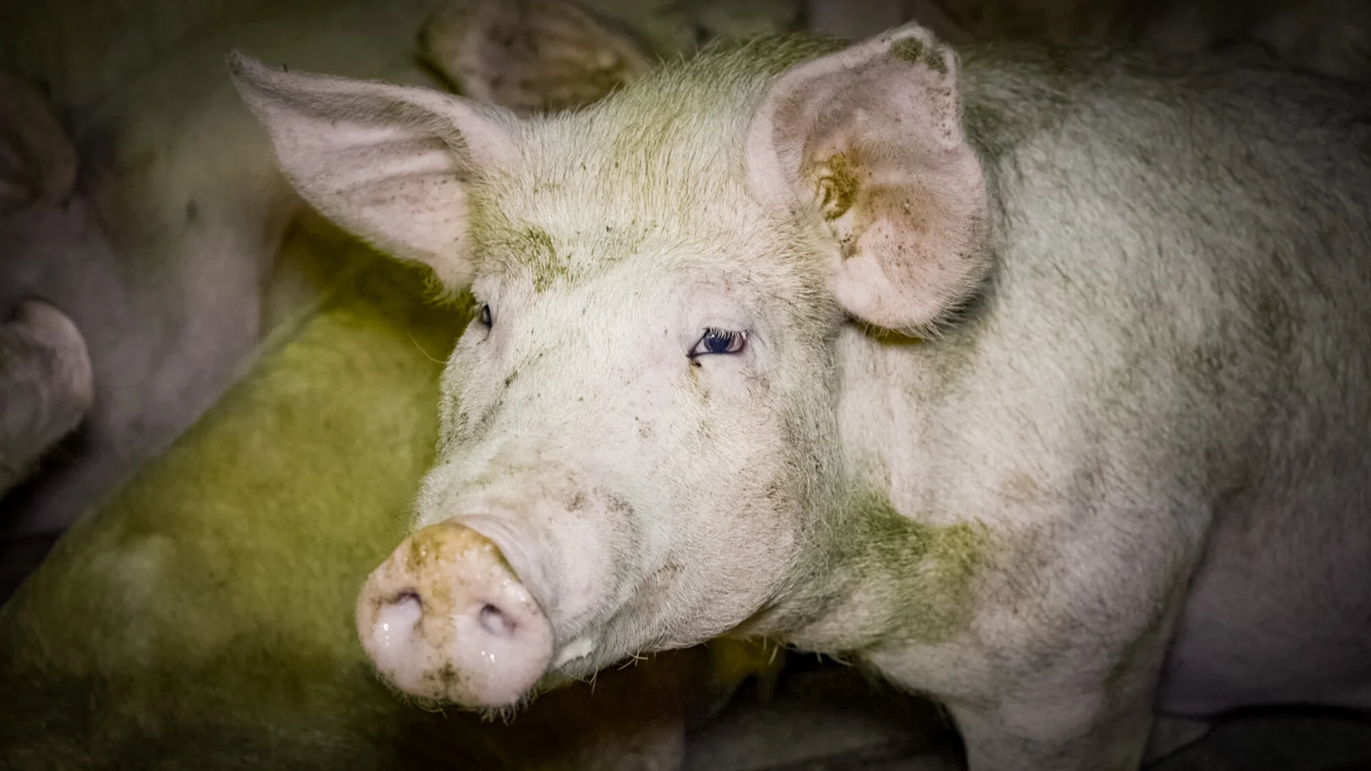SURGE | UK pig farming | Willerby Wold Piggeries investigation