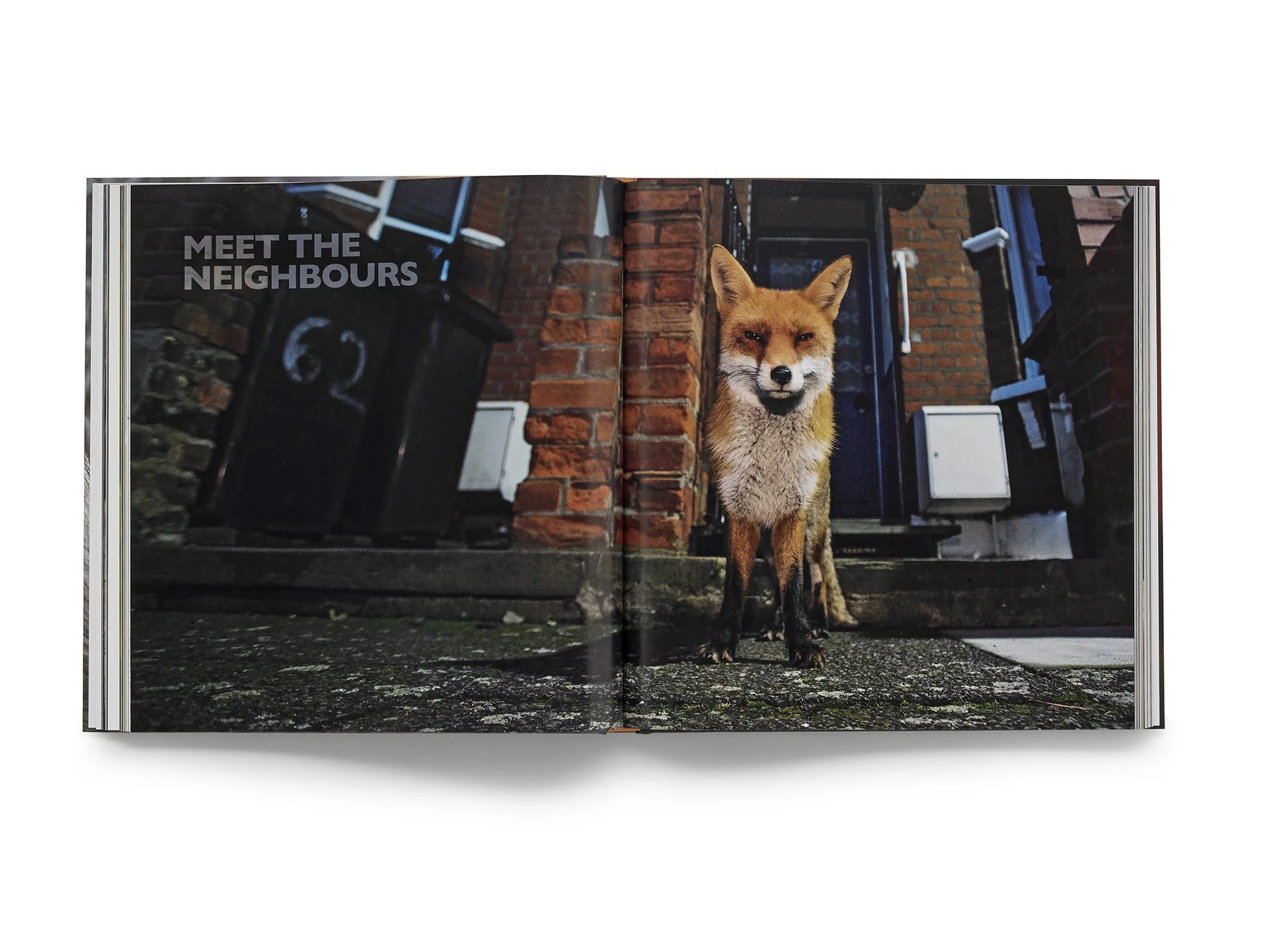 FOX: Neighbour, villain or icon? Photographing Britain’s best-known ...