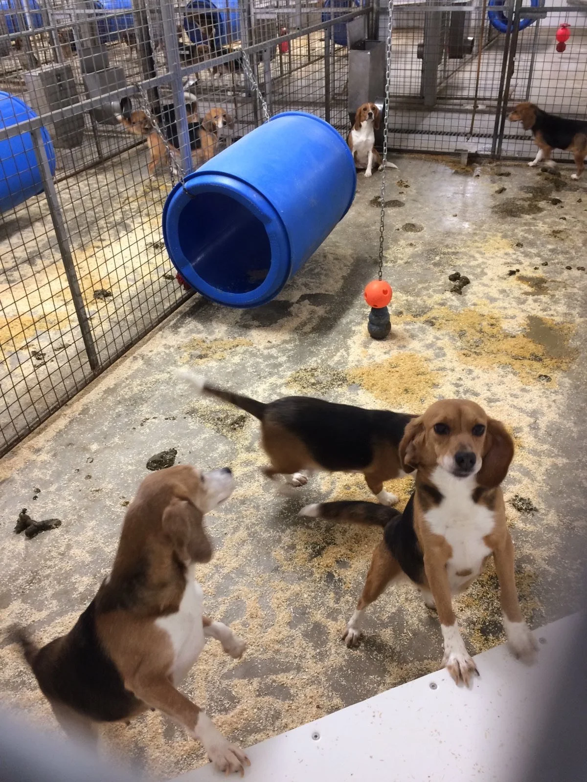 Arrests made and dogs liberated as activists occupy UK's largest beagle ...