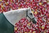 The Insider's Guide to the 130th Devon Horse Show | AKSM Media
