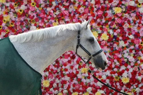 The Insider's Guide to the 130th Devon Horse Show | AKSM Media
