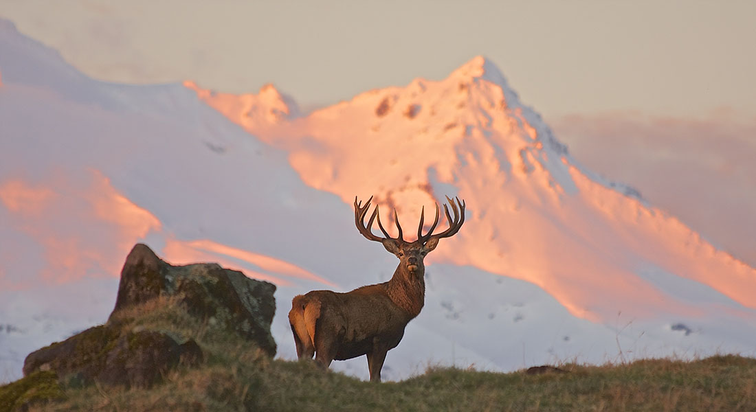 Hunting — Wildside Hunting Safaris