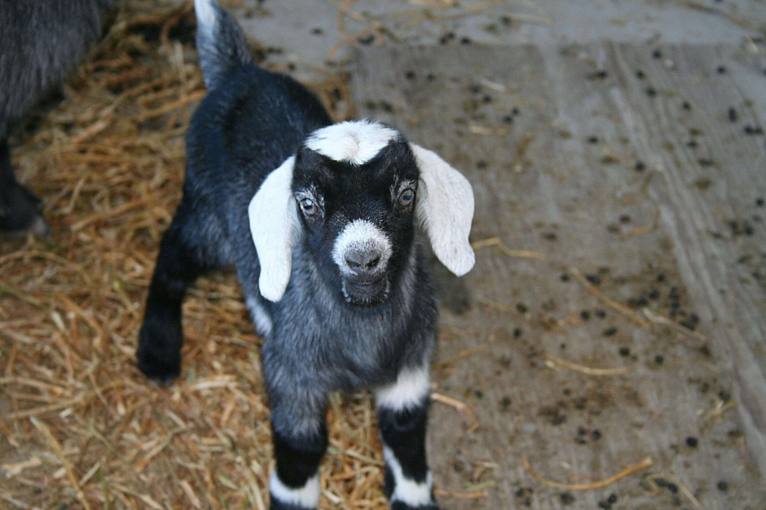 Raw Goat Milk — Utah Natural Meat