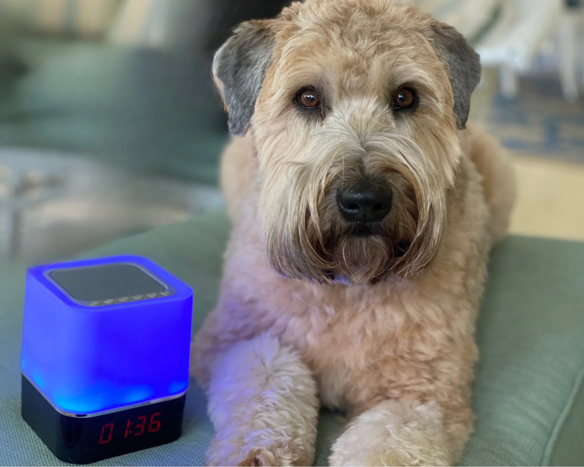 Listen and Shop — Pet Acoustics