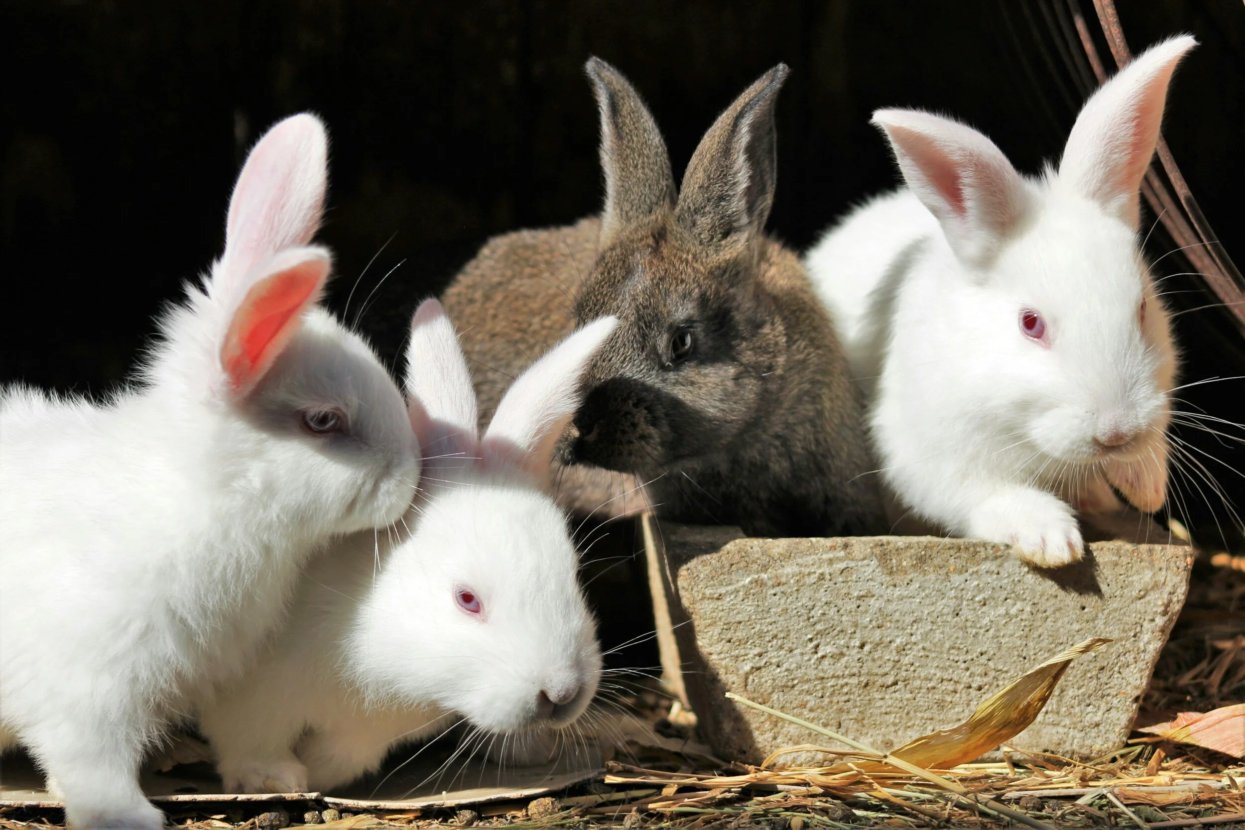 Rabbit Ears and Their Health — Pet Acoustics