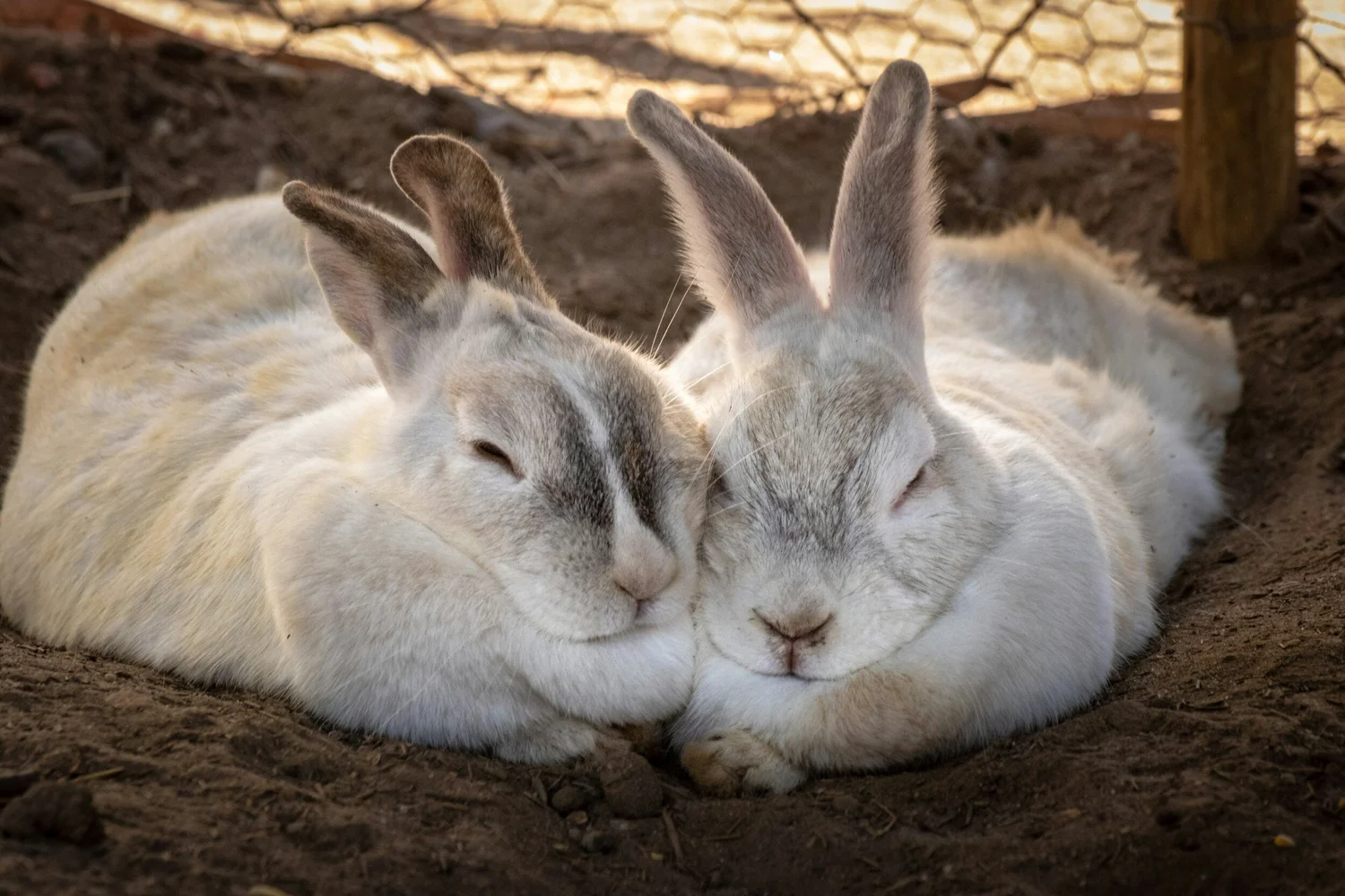 Rabbit Ears and Their Health — Pet Acoustics