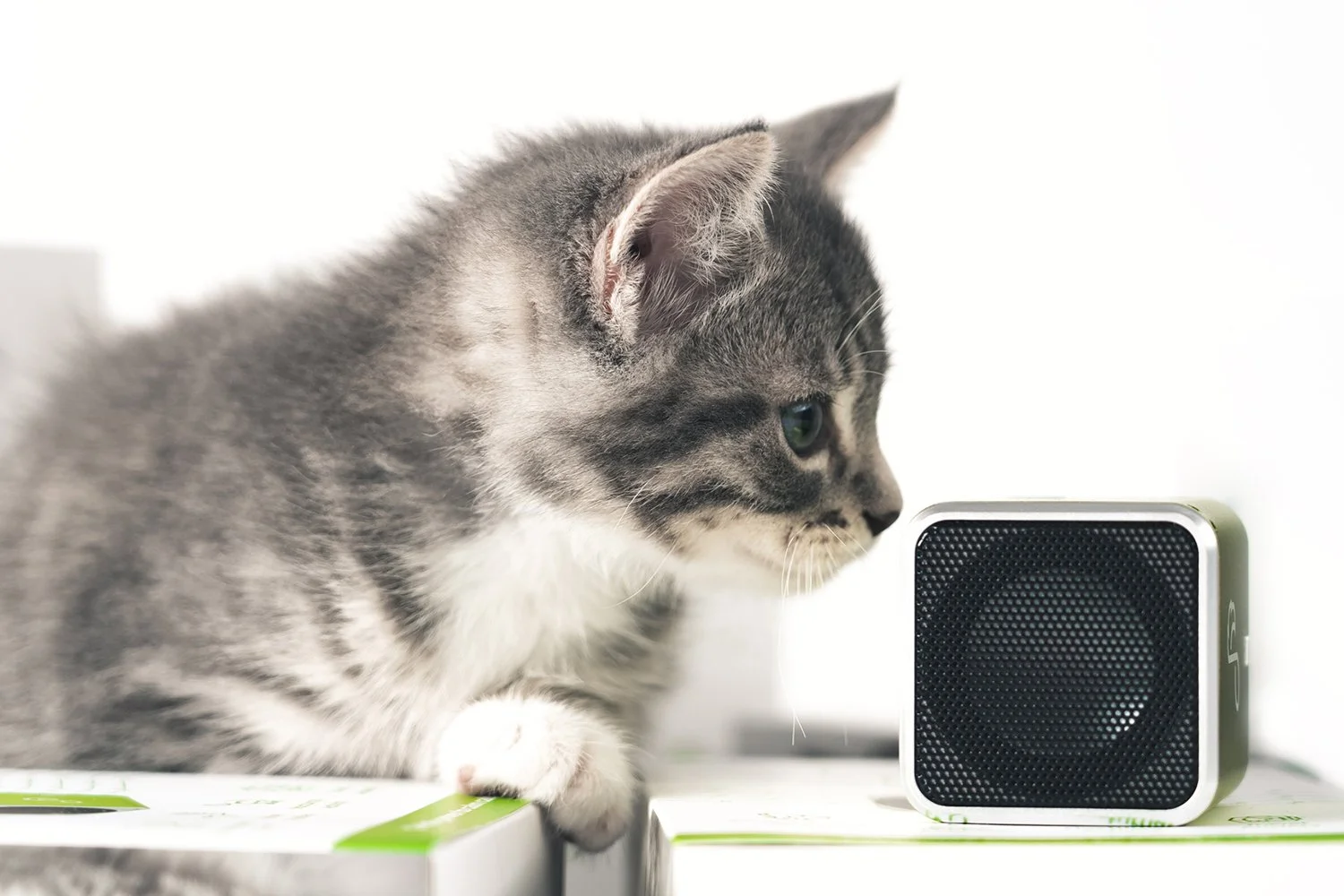 Clinical Study Proves Benefits of Feline-Specific Music Through ...