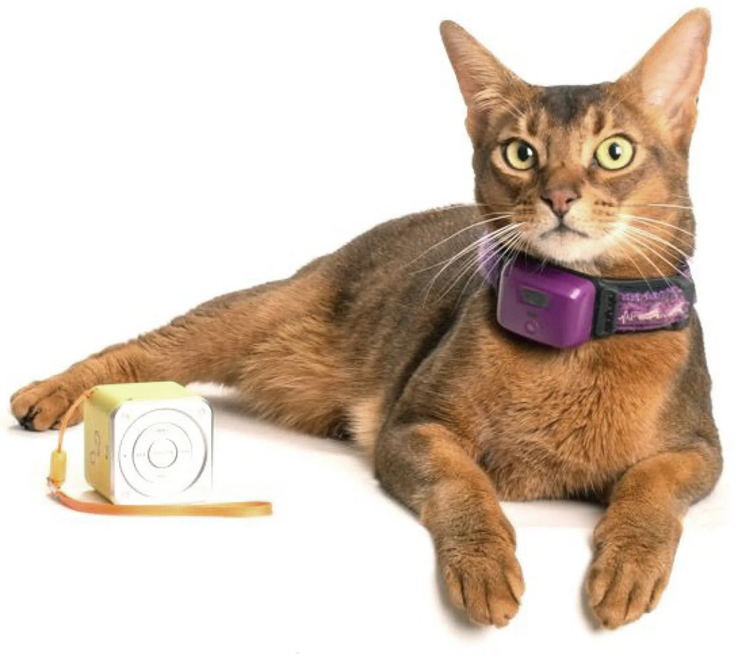 Clinical Study Proves Benefits of Feline-Specific Music Through ...