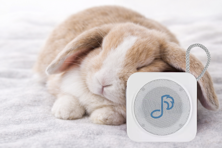 Pet Tunes | Species-Specific Music for Behavioral Balance — Pet Acoustics