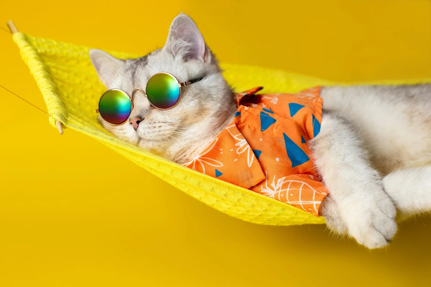 Do Pets See Colors? — Pet Acoustics