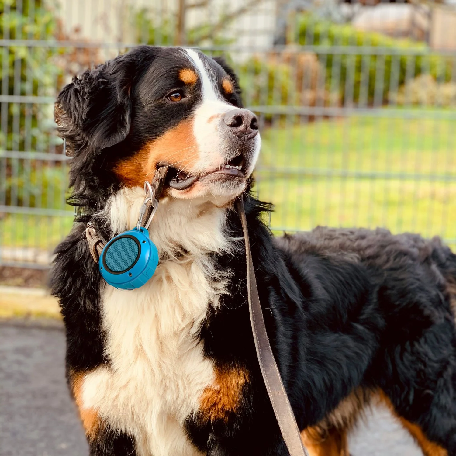Pet Tunes Walk | Music for Dog Focus — Pet Acoustics